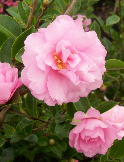 Item Details - Tinga Nursery Inc.