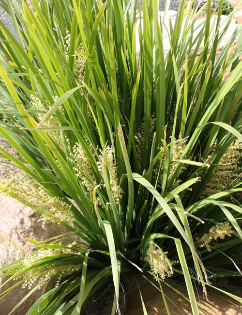 Item Details - Tinga Nursery Inc.